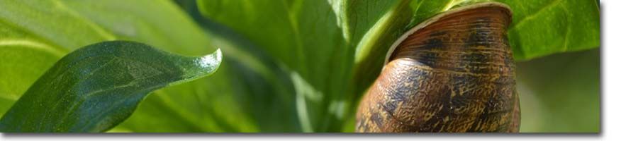 Undgå Plettede Voldsnegle. Se de 2 bedste måder til bekæmpelse