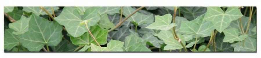 Vedbend er et stærkt og stedsegrønt bunddække, se de 5 sorter her