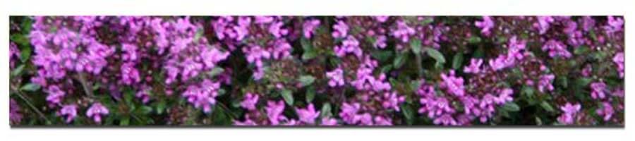 Bunddække med Timian